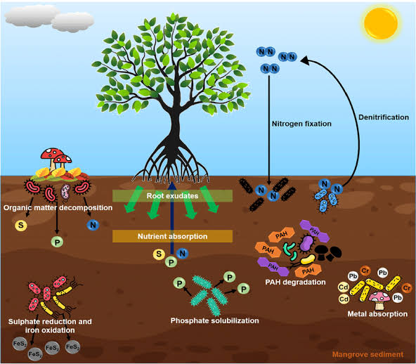 Relationship Between Microbes And The Environment - ClassNotes.ng