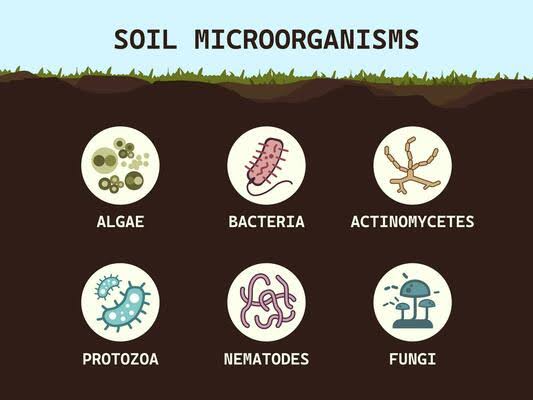 Soil Microflora: Bacteria, Fungi, Actinomycetes - ClassNotes.ng