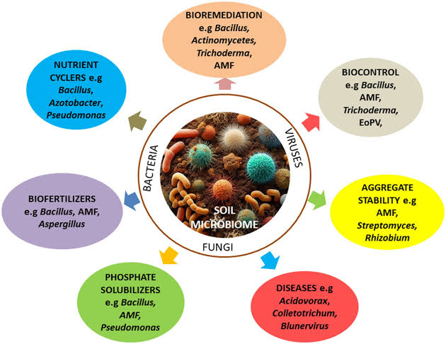 Soil Microflora: Bacteria, Fungi, Actinomycetes - ClassNotes.ng