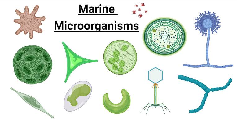 Freshwater And Marine Microbes - ClassNotes.ng