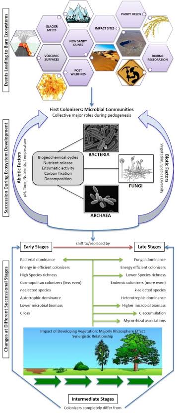 Microbial Succession And Community Dynamics - Class Notes