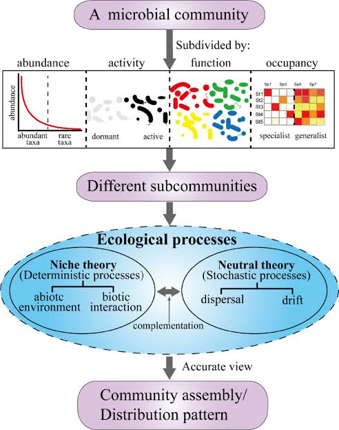 Microbial Succession And Community Dynamics - Class Notes