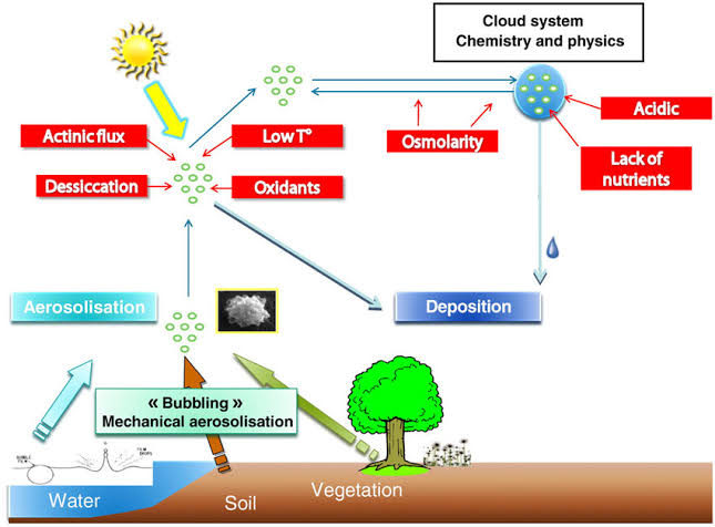 Microbes In The Atmosphere - ClassNotes.ng