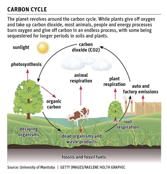 Carbon And Nitrogen Cycles - ClassNotes.ng
