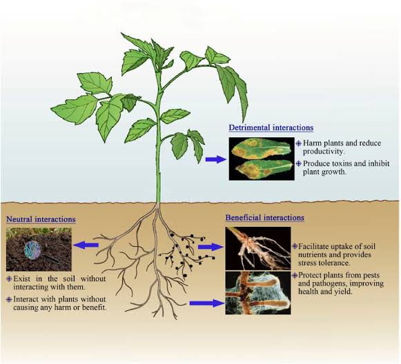 Microbe-animal Interactions (E.g., Ruminants, Insects) - ClassNotes.ng