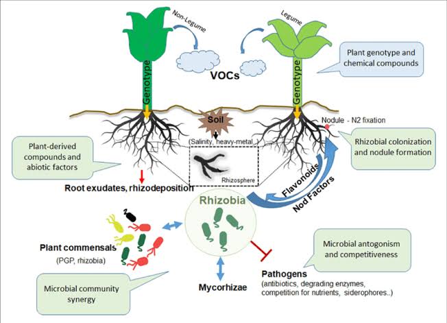 Microbe-animal Interactions (E.g., Ruminants, Insects) - Class Notes