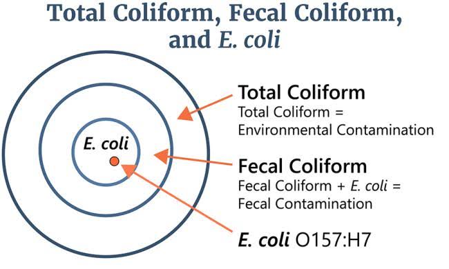 Indicators Of Water Quality (E. Coli, Coliforms) - ClassNotes.ng