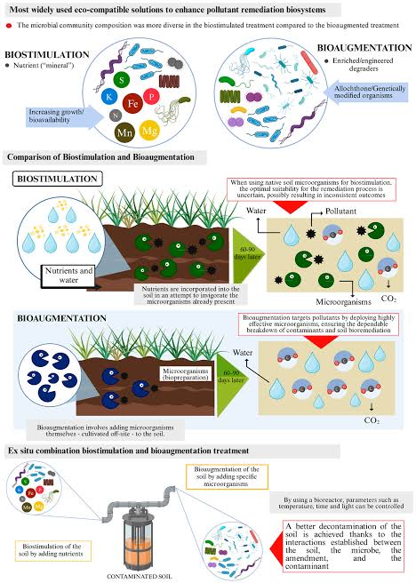 In Situ And Ex Situ Bioremediation - ClassNotes.ng