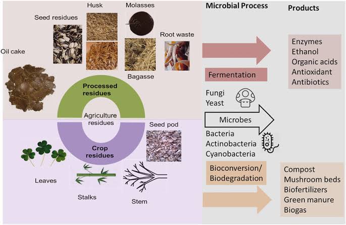 Microbial Roles In Solid Waste Treatment - ClassNotes.ng