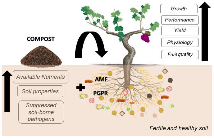 Composting Processes And Microbes Involved - ClassNotes.ng