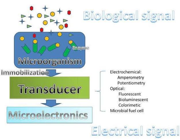 Microbial Biosensors For Pollutants. - Class Notes