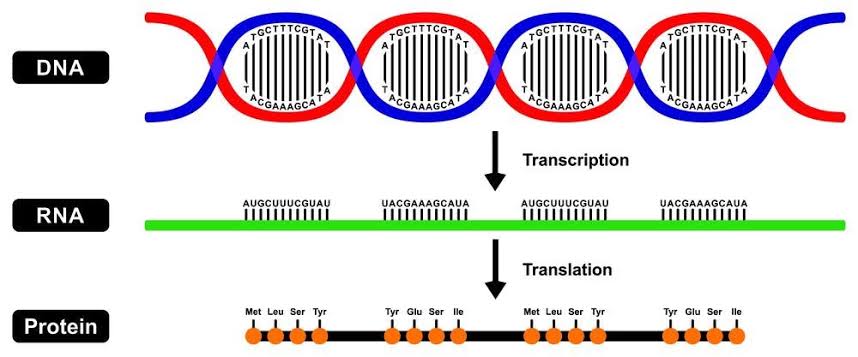 Central Dogma: Dna → RNA → Protein - ClassNotes.ng