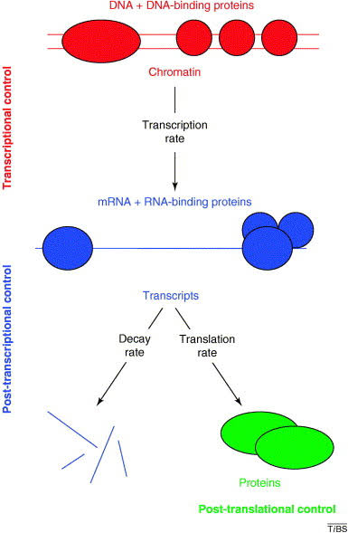 Dna Vs. Rna: Structure And Function - ClassNotes.ng