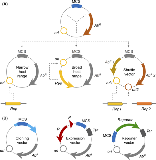 Plasmids, Vectors, And Cloning Hosts - ClassNotes.ng