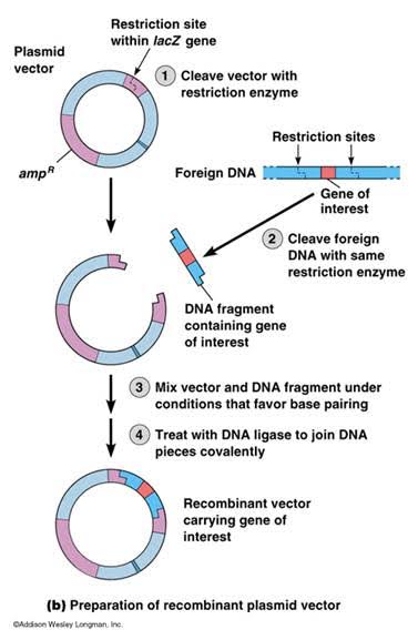 Plasmids, Vectors, And Cloning Hosts - ClassNotes.ng