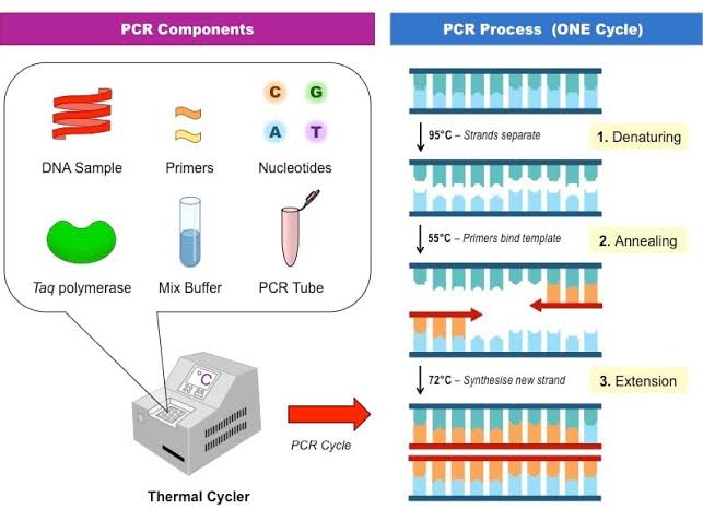 Principles And Stages Of PCR - Class Notes