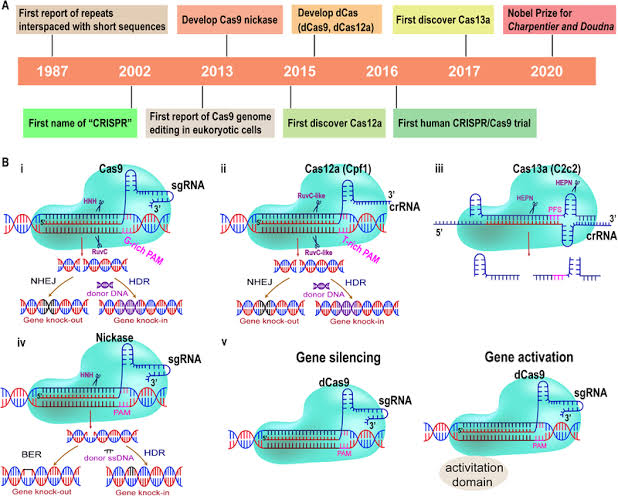 History And Mechanism Of Crispr - Class Notes