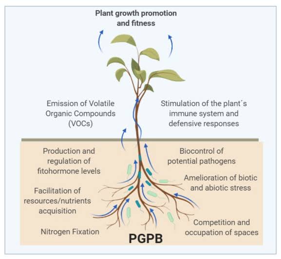 Biofertilizers And Biopesticides - Class Notes