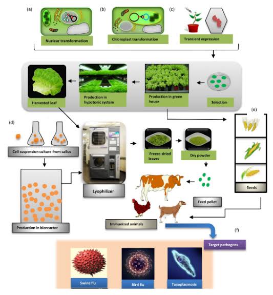 Microbial Applications In Plant Growth Promotion - Class Notes