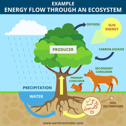 Energy Flow In Ecosystems - ClassNotes.ng
