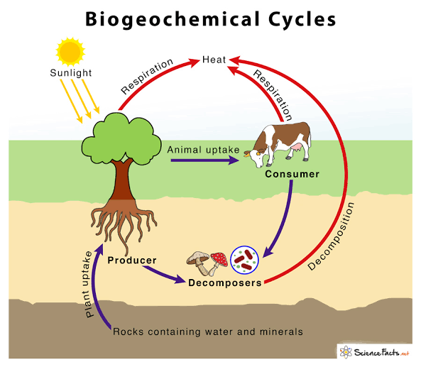 Biogeochemical Cycles - ClassNotes.ng