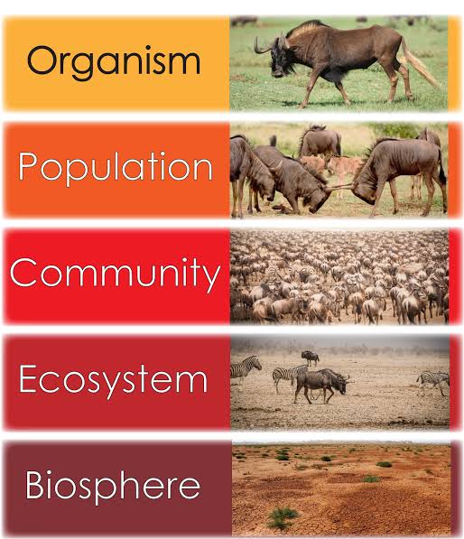 Population Ecology - Class Notes