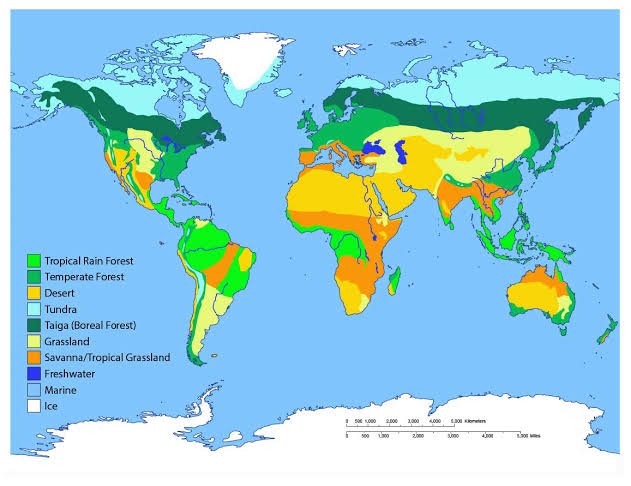 Major Biomes Of The World - ClassNotes.ng