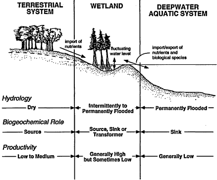 Hydrology & Wetland Ecosystems - ClassNotes.ng