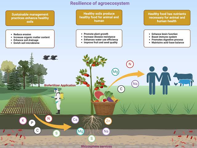 Agroecosystems And Soil Health - Class Notes