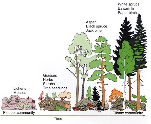 Forest Ecology And Succession - ClassNotes.ng