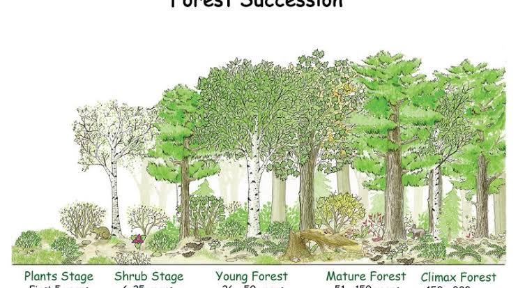 Forest Ecology And Succession - ClassNotes.ng