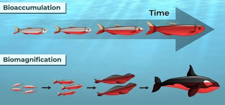 Bioaccumulation And Biomagnification - ClassNotes.ng