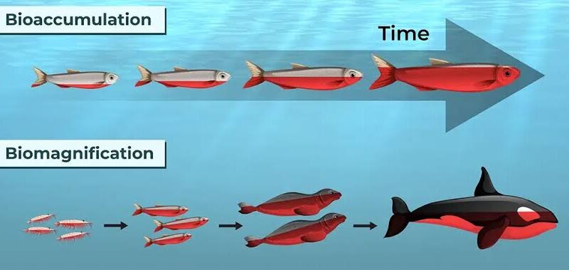 Bioaccumulation And Biomagnification - ClassNotes.ng