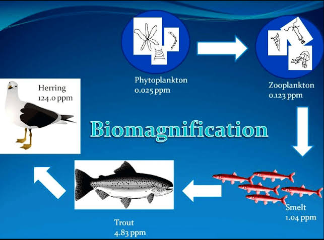 Bioaccumulation And Biomagnification - ClassNotes.ng