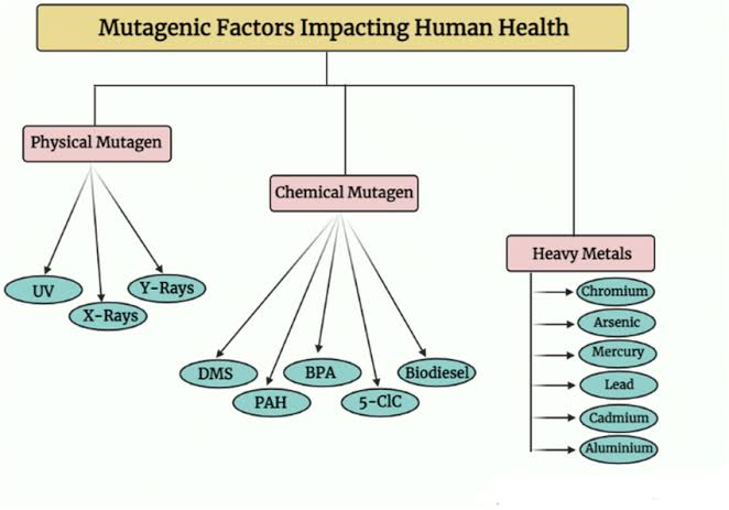 Environmental Carcinogens And Mutagens - Class Notes
