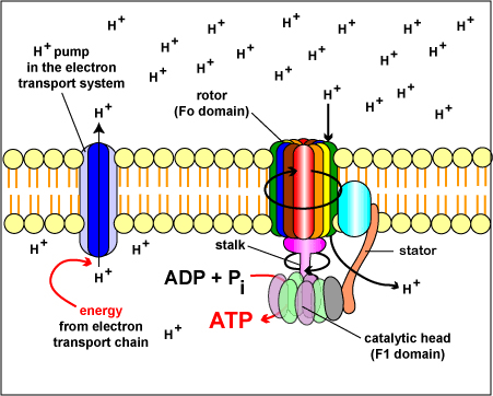 Chemiosmosis And Atp Synthase - ClassNotes.ng