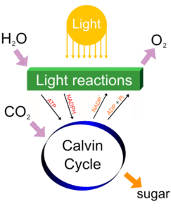 Oxygenic Vs. Anoxygenic Photosynthesis - ClassNotes.ng