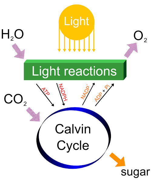 Oxygenic Vs. Anoxygenic Photosynthesis - ClassNotes.ng