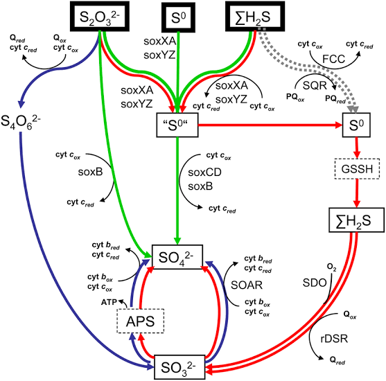 Sulfur Reduction And Oxidation - Class Notes