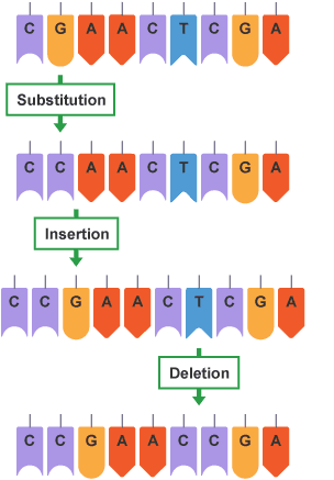Types Of Mutations: Point, Insertion, Deletion - ClassNotes.ng