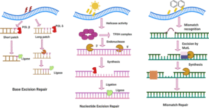 DNA Repair Pathways (Mismatch, Excision, Sos) - ClassNotes.ng
