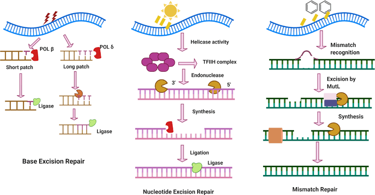 DNA Repair Pathways (Mismatch, Excision, Sos) - ClassNotes.ng