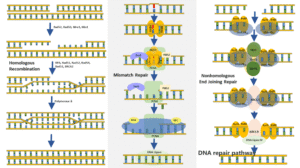 DNA Repair Pathways (Mismatch, Excision, Sos) - ClassNotes.ng