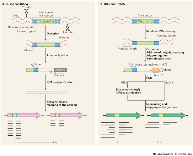 Role In Genome Evolution And Mutation - Class Notes