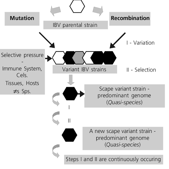 Role In Genome Evolution And Mutation - ClassNotes.ng