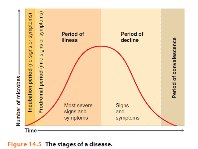 Phases Of Infectious Disease Development - Class Notes