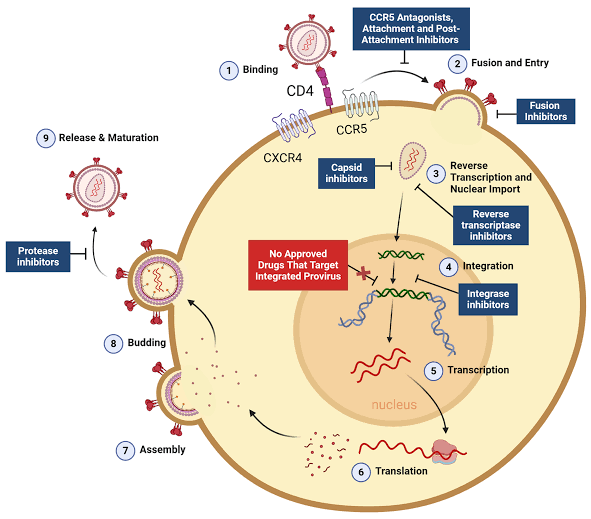 Mechanisms Of Viral Persistence And Latency - ClassNotes.ng
