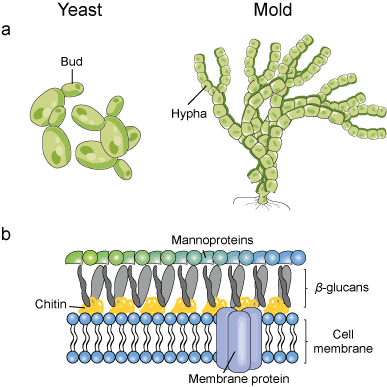 Dimorphic Fungi, Yeasts, And Molds - Class Notes