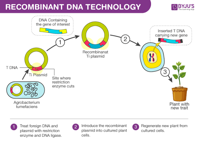 Recombinant Dna Technology And Genetic Engineering - Class Notes