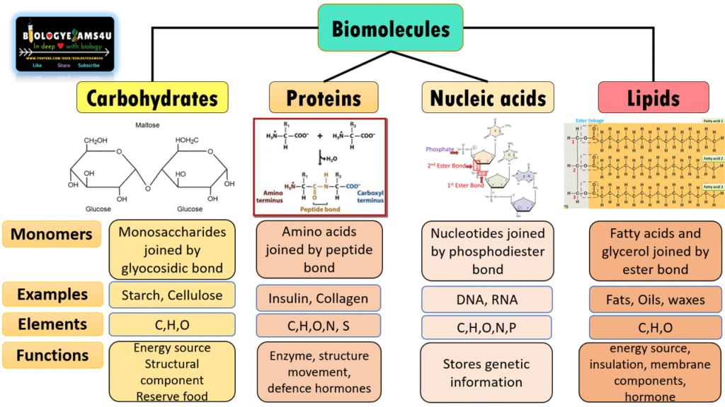 Biomolecules I – Carbohydrate Chemistry - ClassNotes.ng